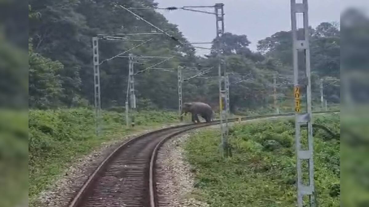 Elephant: রেল লাইনের উপর চলে এল হাতি! দেখতে পেলেন ট্রেন চালক! ঘটল বিরল ...