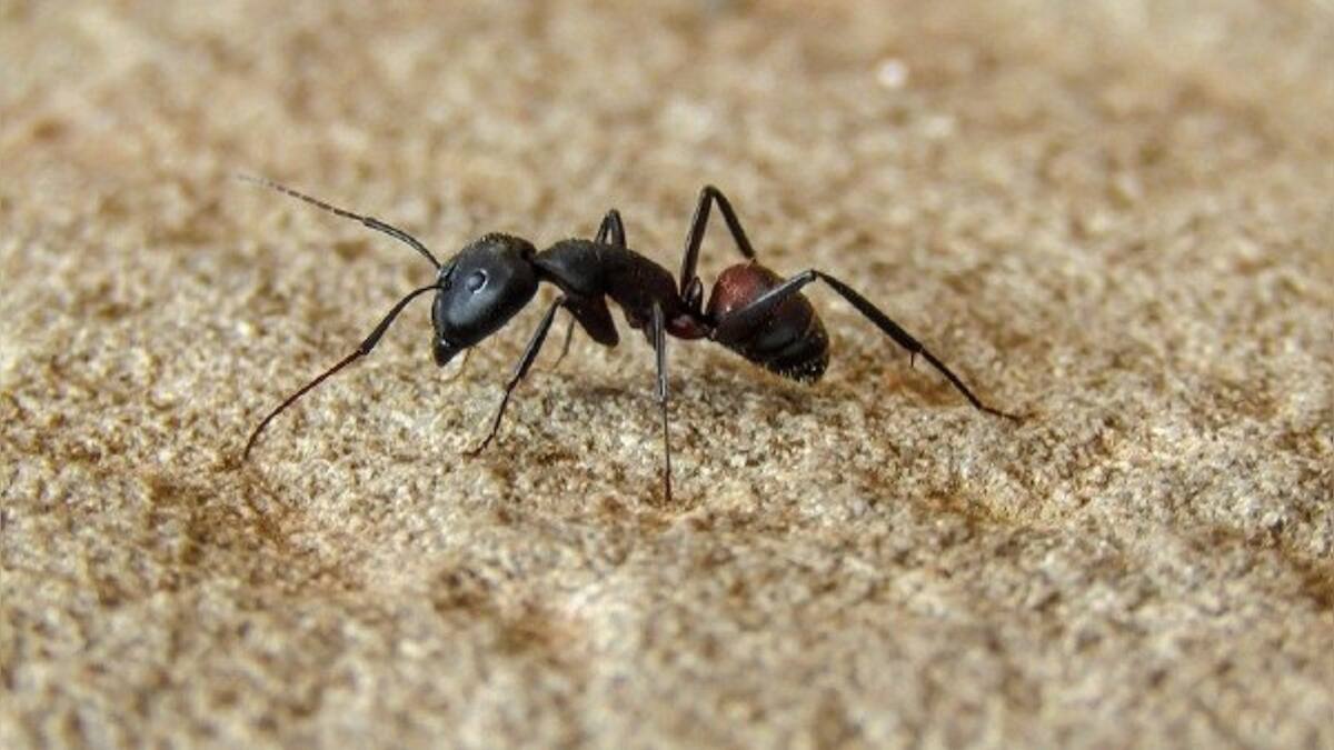 5 Auspicious Animal: ঘরে কালো পিঁপড়ে ঢিপি করেছে? এর অর্থ কী? অশুভের ...