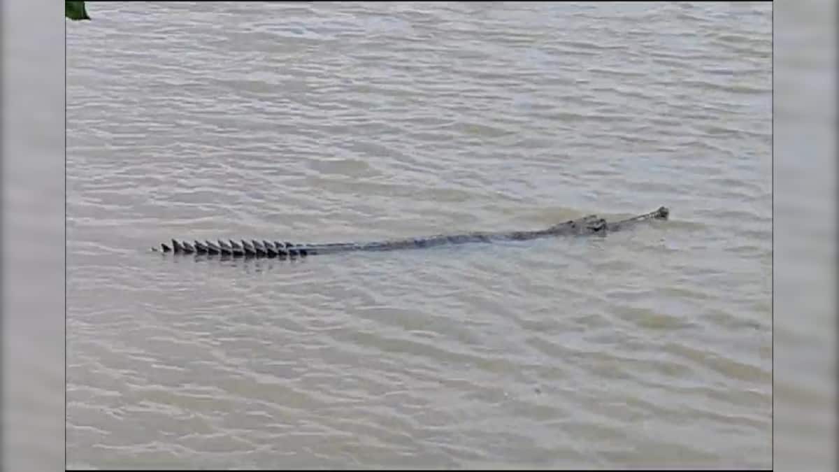 Viral Video of Crocodile Seen in Hooghly Ganges River : হুগলির গঙ্গায় ...