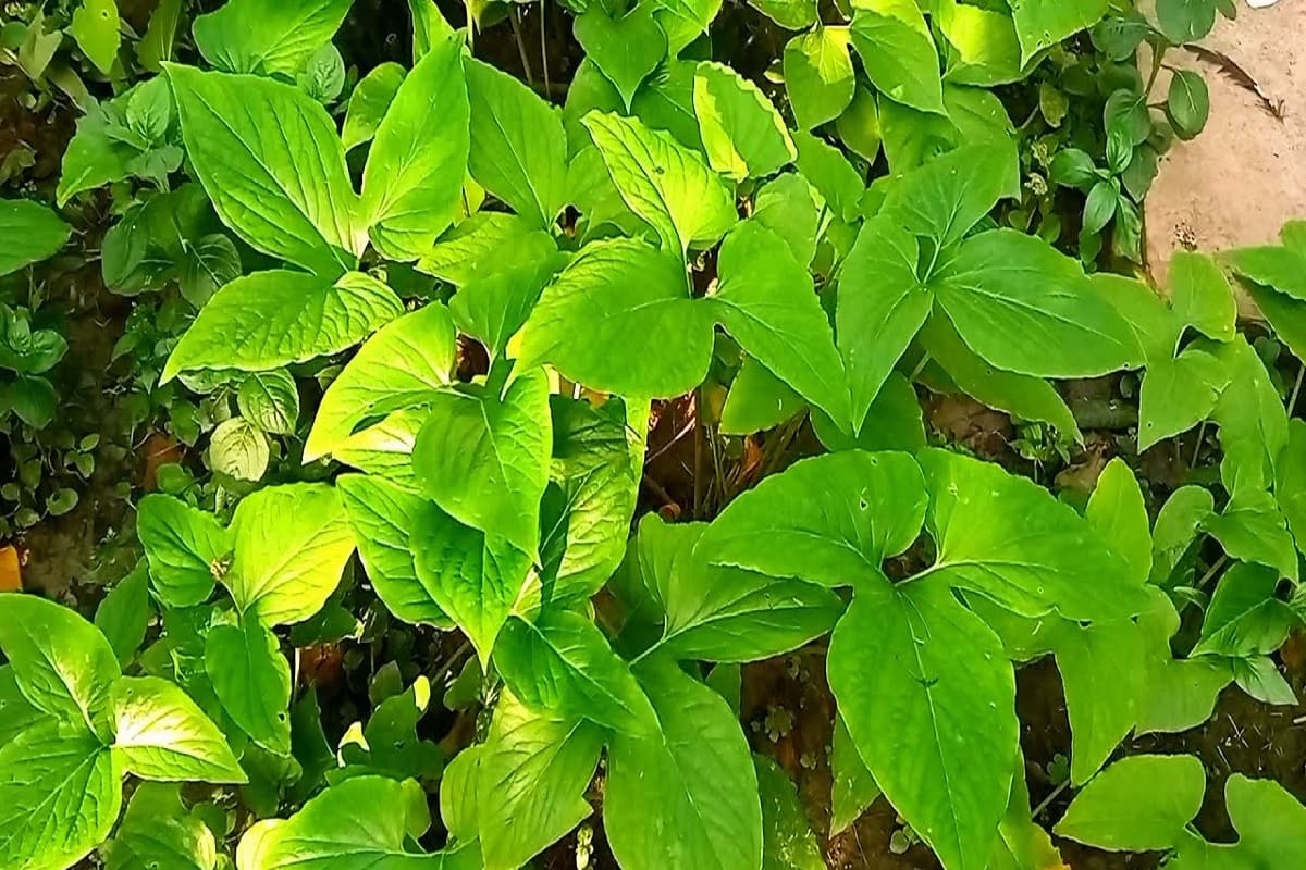 Kharkol Pata টনসিলের ব্যথা-সর্দি-কাশি কমাতে ওস্তাদ! স্বাদেও অপূর্ব এই ...