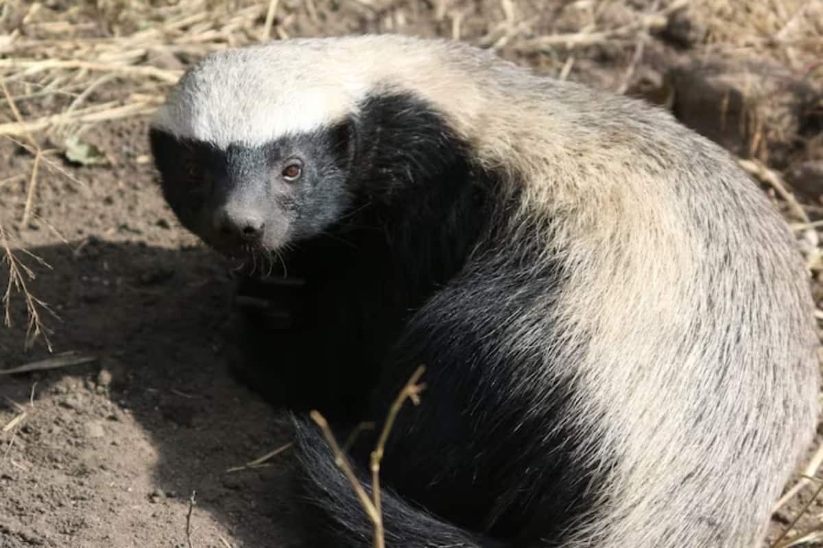 Viral News: কোন প্রাণীর শরীরে সাপের বিষের প্রভাব পড়ে না মোটে, শুনলে ...