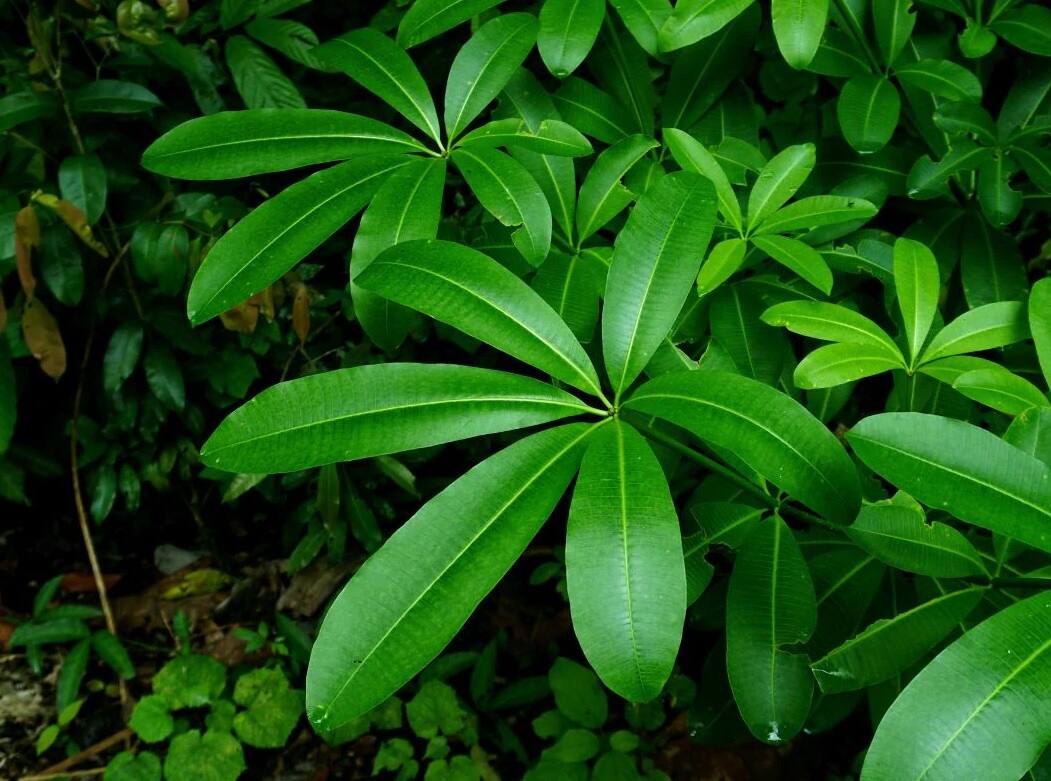 Saptaparni Health Benefits-One Plant Army: পুরুষত্বহীনতা দূর করতে ...