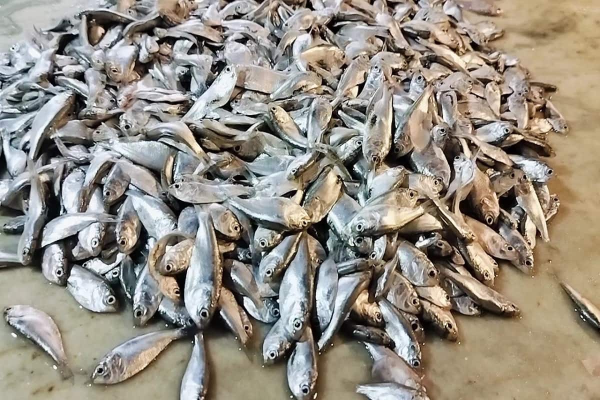 Chuno Mach: বাঙালির প্রিয় মাছ, তবে চুনো মাছে ঠাসা এত্ত এত্ত গুণ, পাতে ...