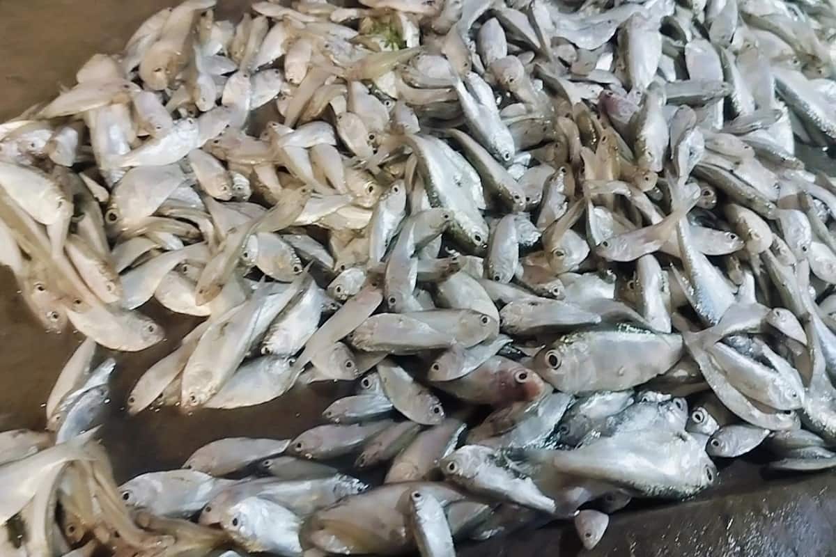 Chuno Mach: বাঙালির প্রিয় মাছ, তবে চুনো মাছে ঠাসা এত্ত এত্ত গুণ, পাতে ...