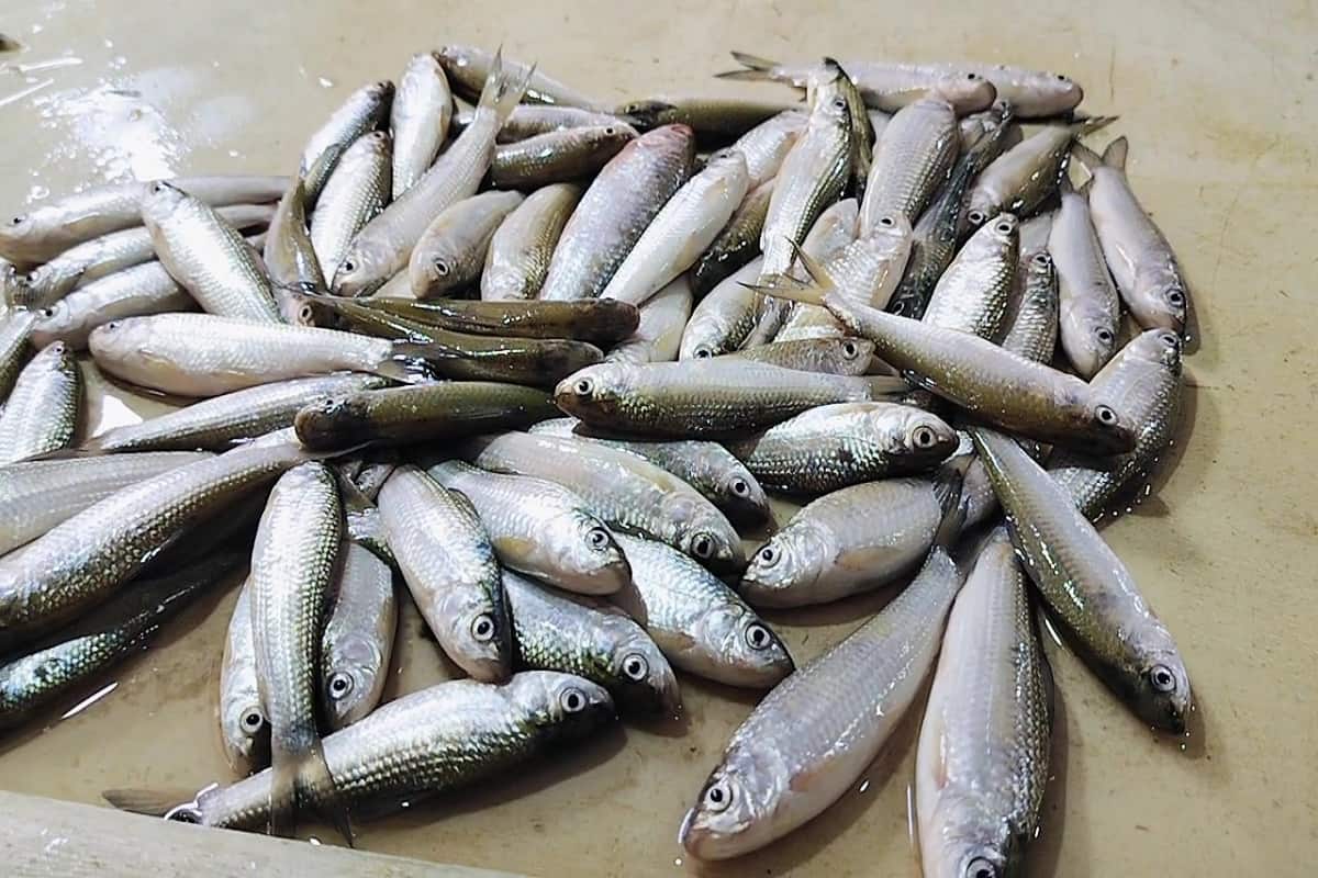 Chuno Mach: বাঙালির প্রিয় মাছ, তবে চুনো মাছে ঠাসা এত্ত এত্ত গুণ, পাতে ...