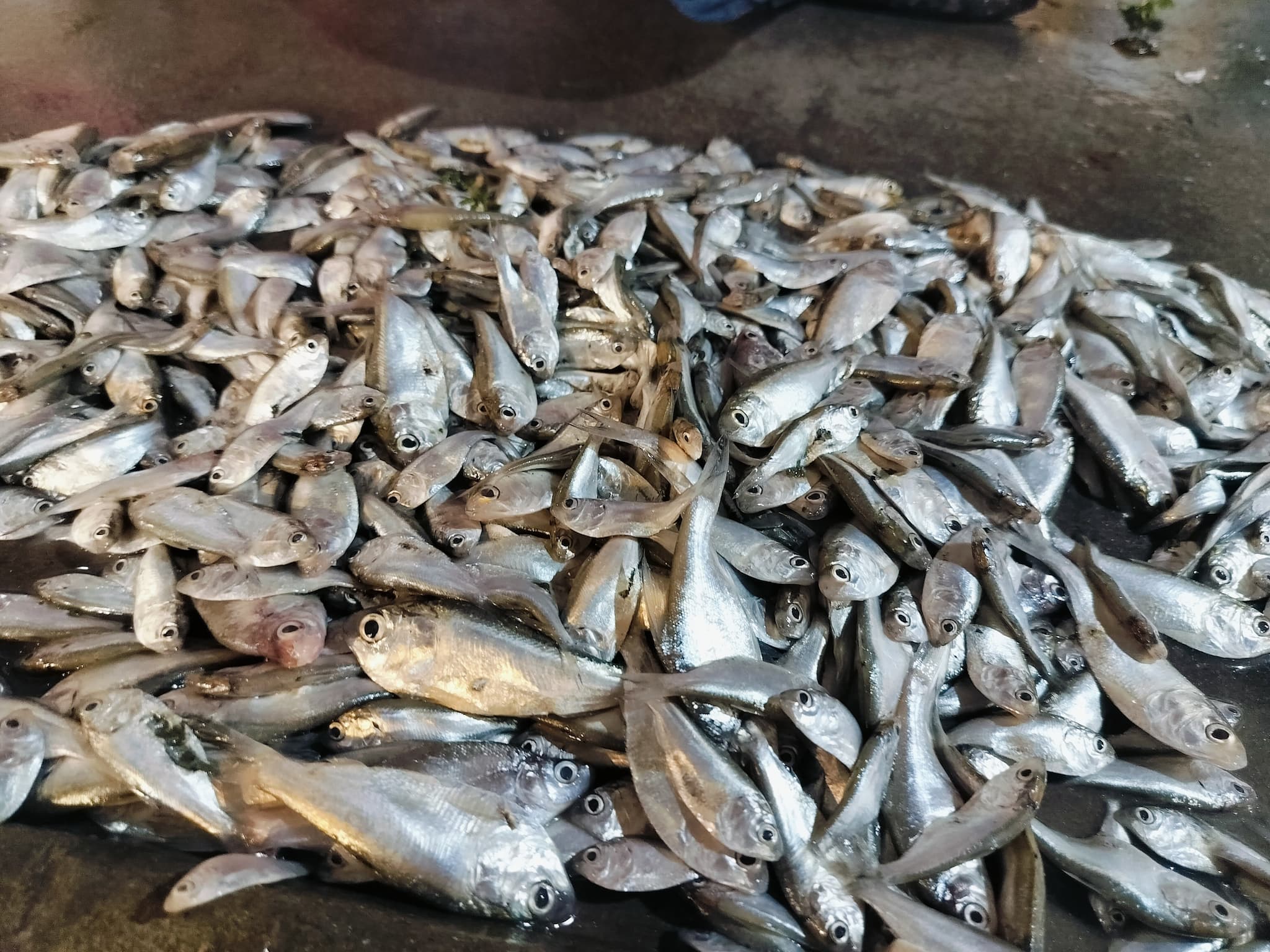 Chuno Mach: বাঙালির প্রিয় মাছ, তবে চুনো মাছে ঠাসা এত্ত এত্ত গুণ, পাতে ...