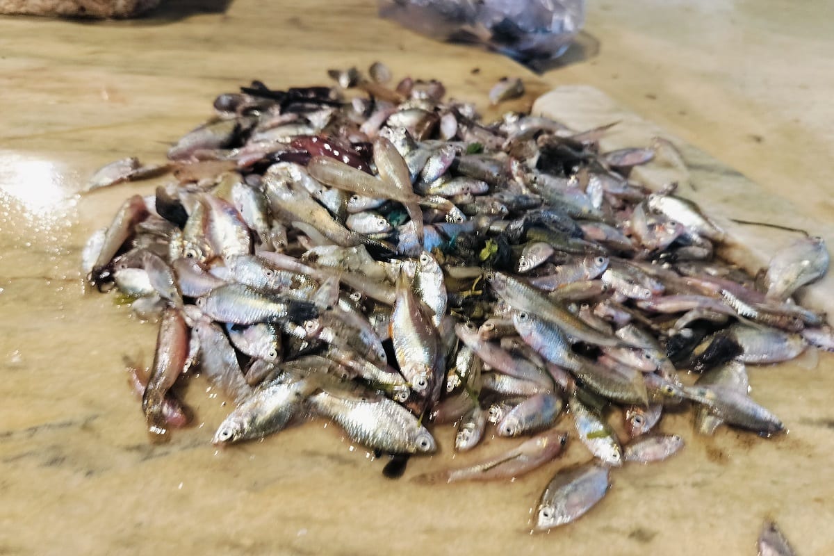 Chuno Mach: বাঙালির প্রিয় মাছ, তবে চুনো মাছে ঠাসা এত্ত এত্ত গুণ, পাতে ...