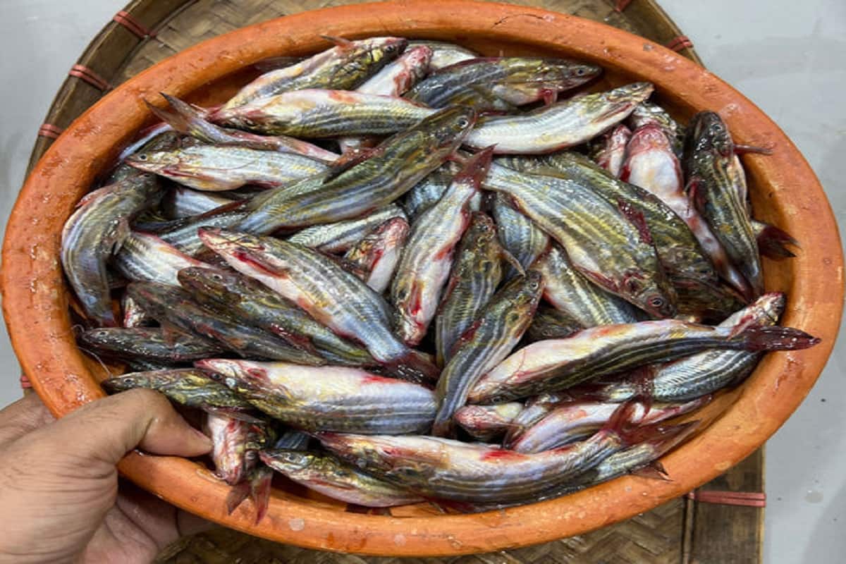 Chuno Mach: বাঙালির প্রিয় মাছ, তবে চুনো মাছে ঠাসা এত্ত এত্ত গুণ, পাতে ...
