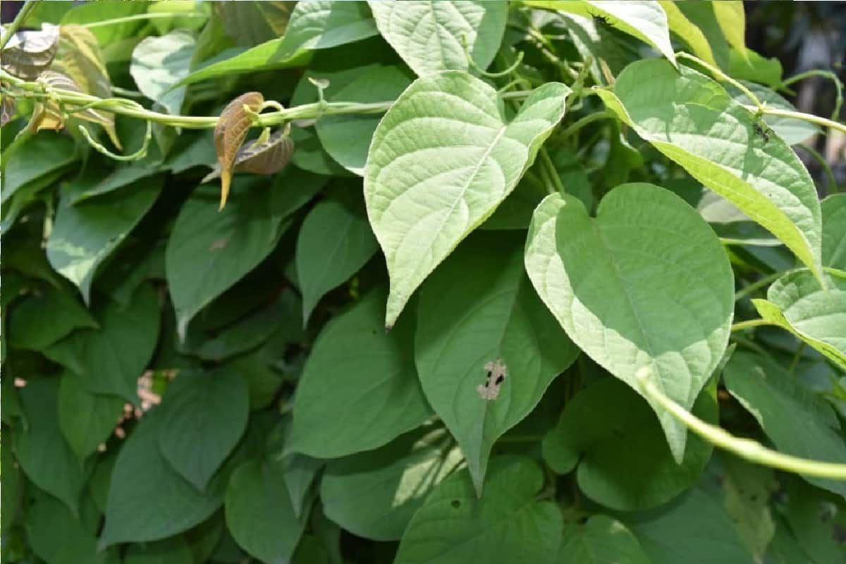 Health Tips | আগাছার মতো জঙ্গলে জন্মায়, 'এই' পাতা শতাধিক রোগের যম ...