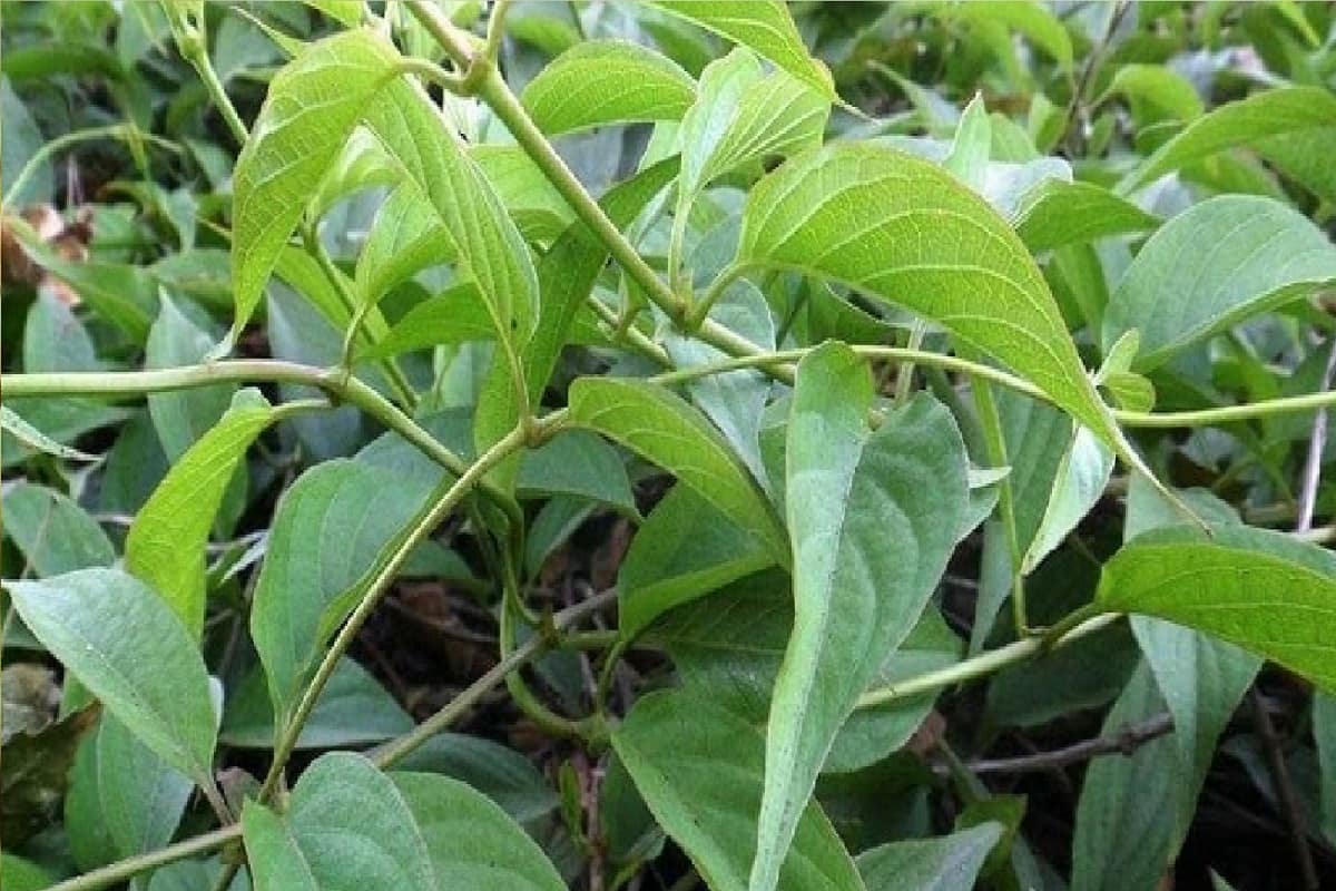 Health Tips | আগাছার মতো জঙ্গলে জন্মায়, 'এই' পাতা শতাধিক রোগের যম ...