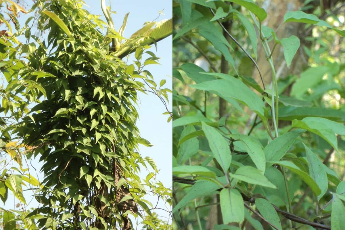 Health Tips | আগাছার মতো জঙ্গলে জন্মায়, 'এই' পাতা শতাধিক রোগের যম ...