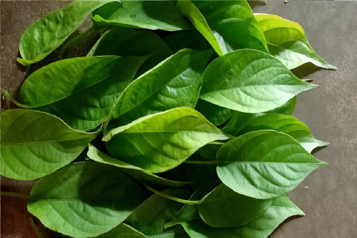 Health Tips | আগাছার মতো জঙ্গলে জন্মায়, 'এই' পাতা শতাধিক রোগের যম ...