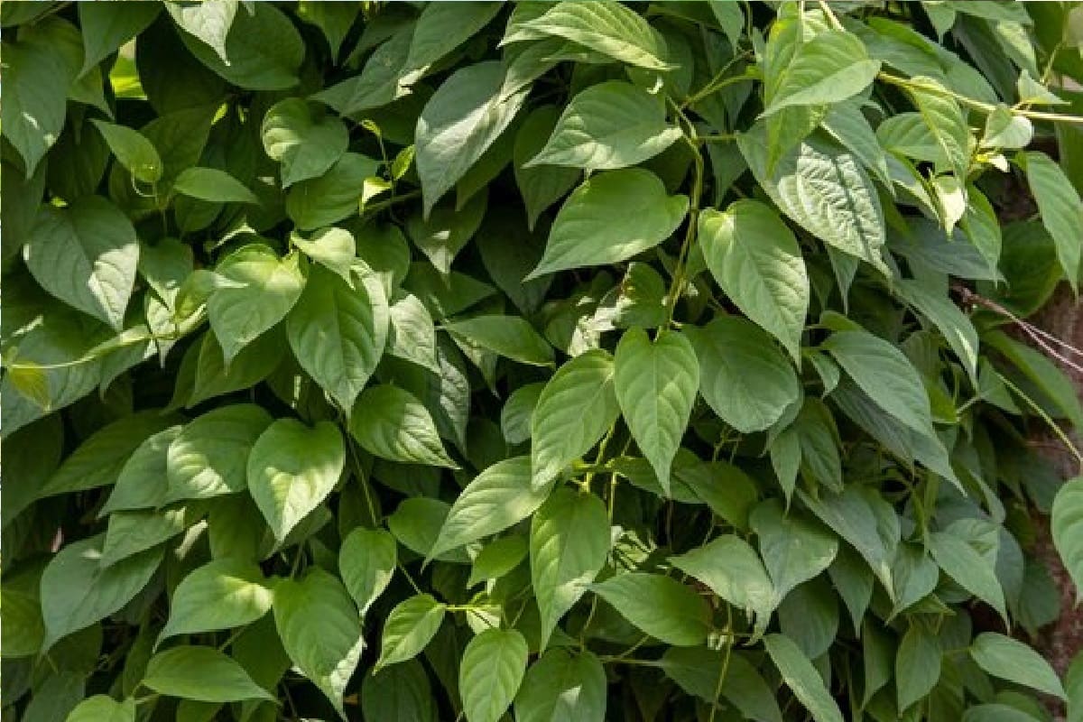 Health Tips | আগাছার মতো জঙ্গলে জন্মায়, 'এই' পাতা শতাধিক রোগের যম ...