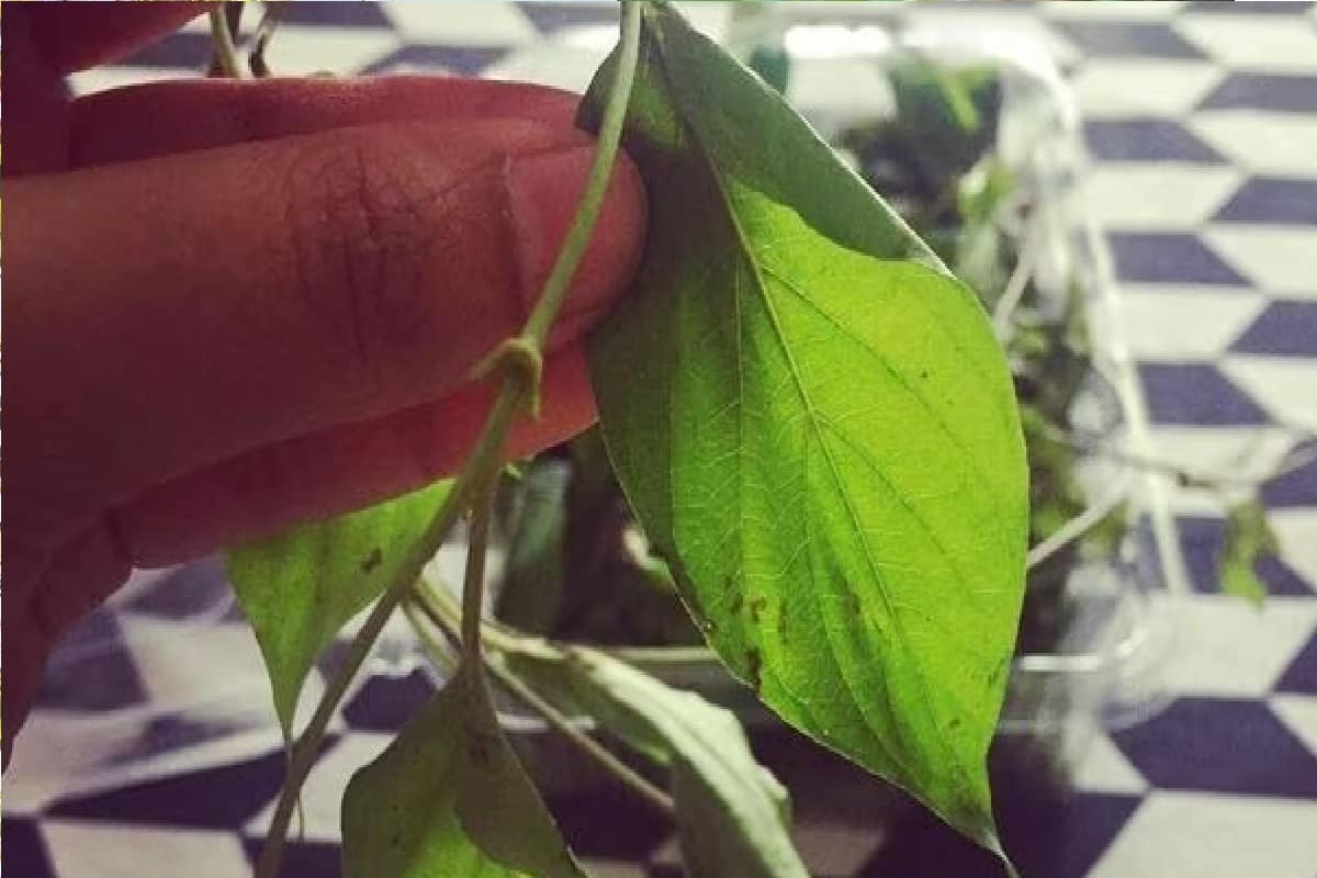 Health Tips | আগাছার মতো জঙ্গলে জন্মায়, 'এই' পাতা শতাধিক রোগের যম ...