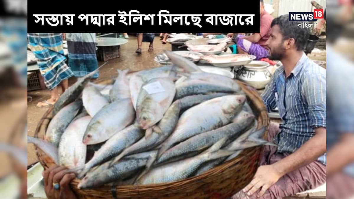 Hilsa Fish Price Today | Bangladeshi Hilsa Fish Rate : এমন সুযোগ কমই ...