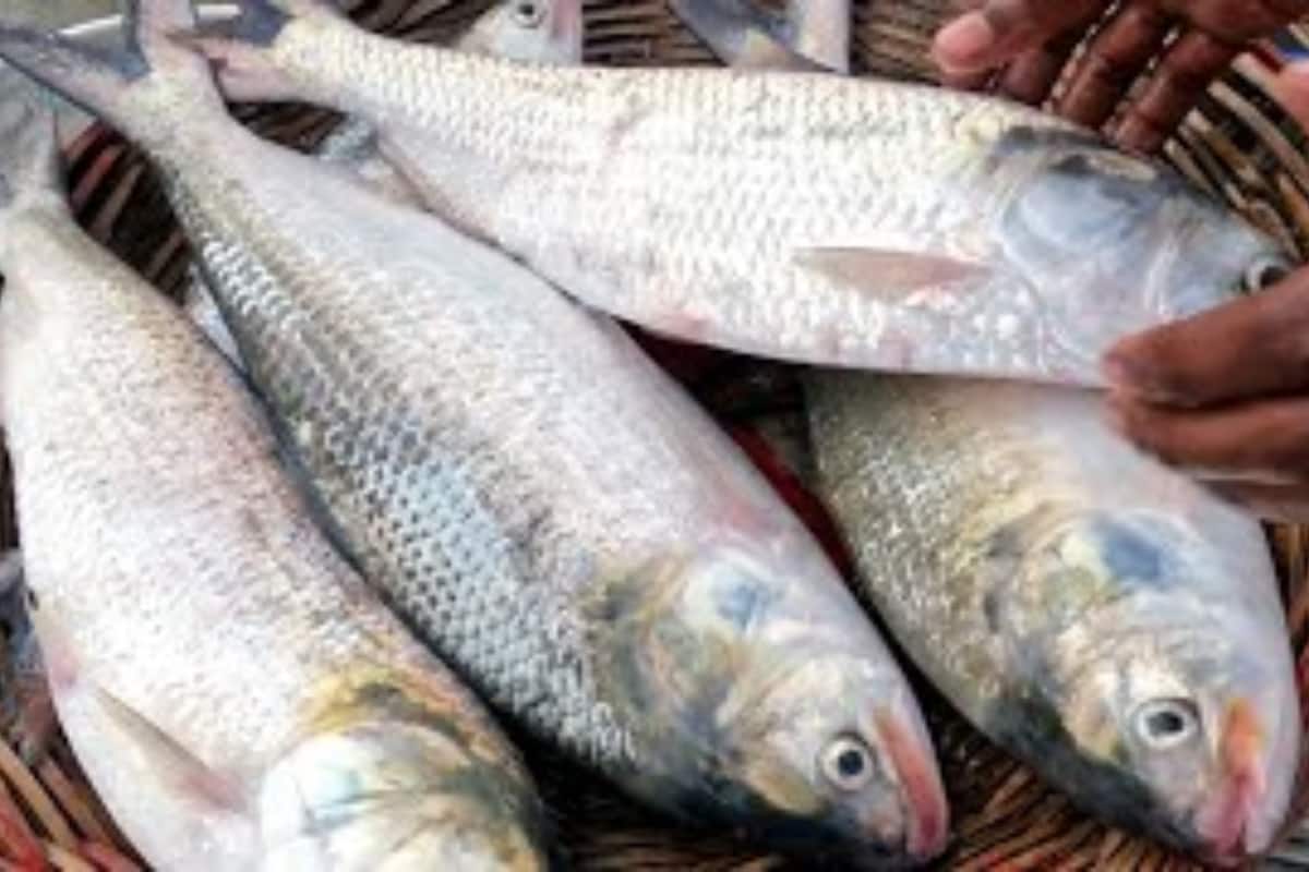 Hilsa Fish Price Today | Bangladeshi Hilsa Fish Rate : এমন সুযোগ কমই ...