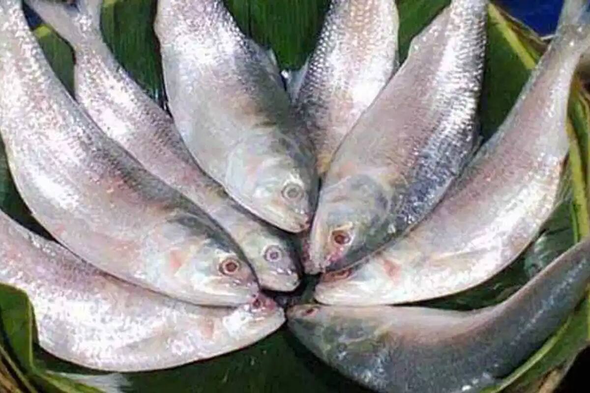 Hilsa: পদ্মার ইলিশ না লোকাল ইলিশ? কোনটা কিনবেন? বাজারের দাম দেখে বুঝে ...