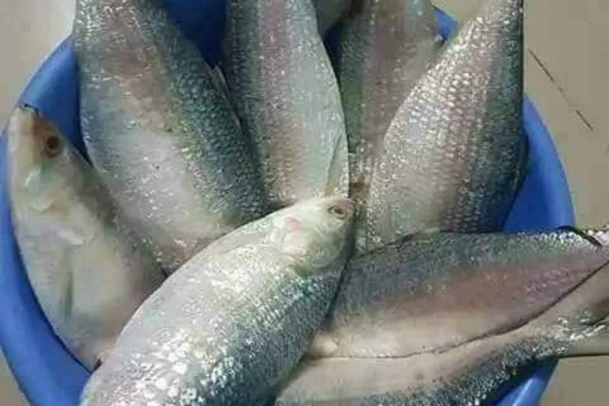 Hilsa Fish Price Today | Bangladeshi Hilsa Fish Rate : এমন সুযোগ কমই ...