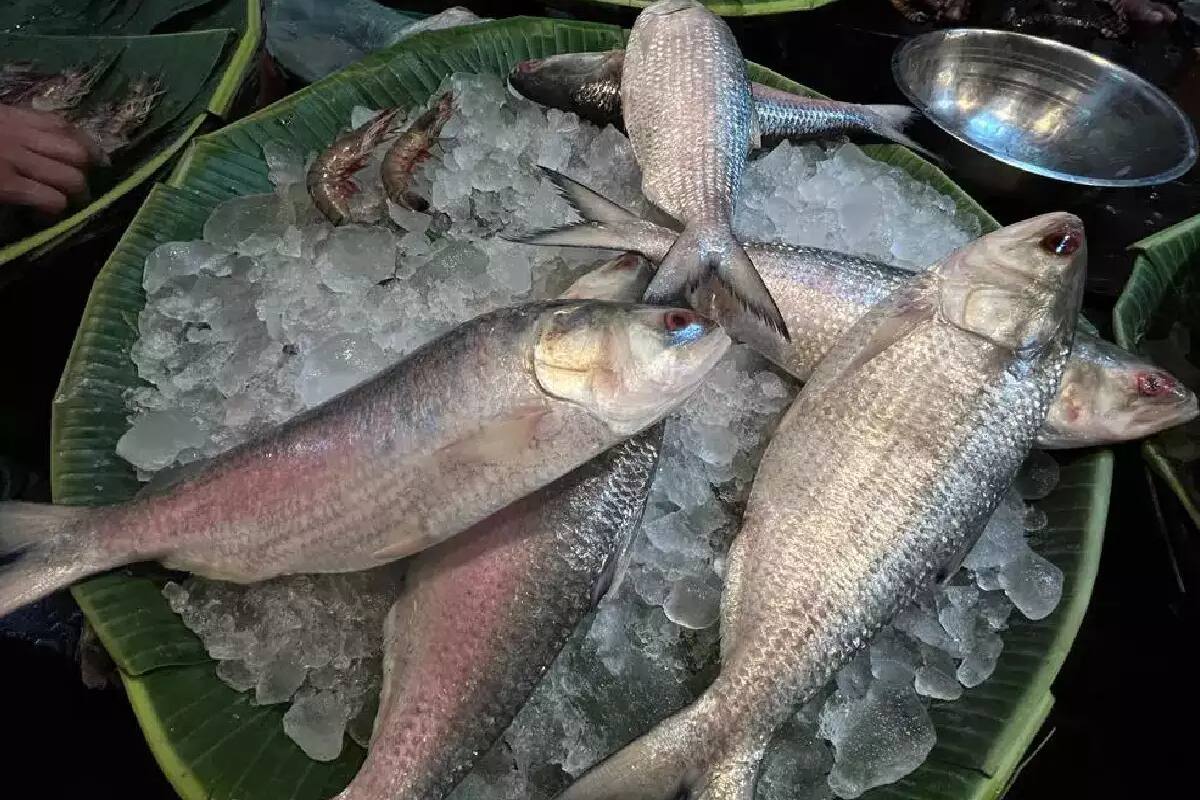 Hilsa Fish Price : পদ্মার ইলিশ ছুঁতে গেলেই ছ্যাঁকা...! হাওড়া, কলকাতায় ...