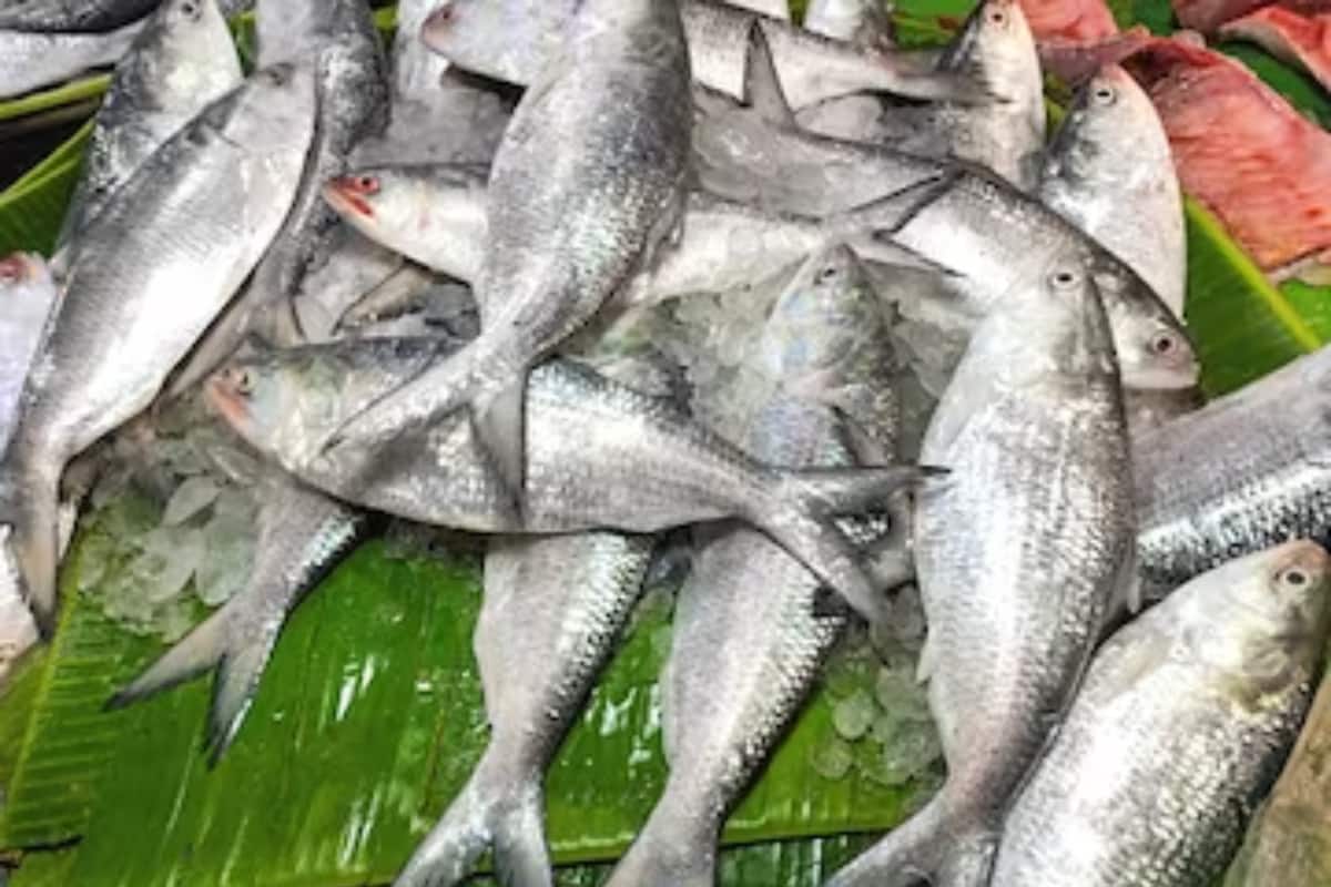 Hilsa Fish Price : পদ্মার ইলিশ ছুঁতে গেলেই ছ্যাঁকা...! হাওড়া, কলকাতায় ...