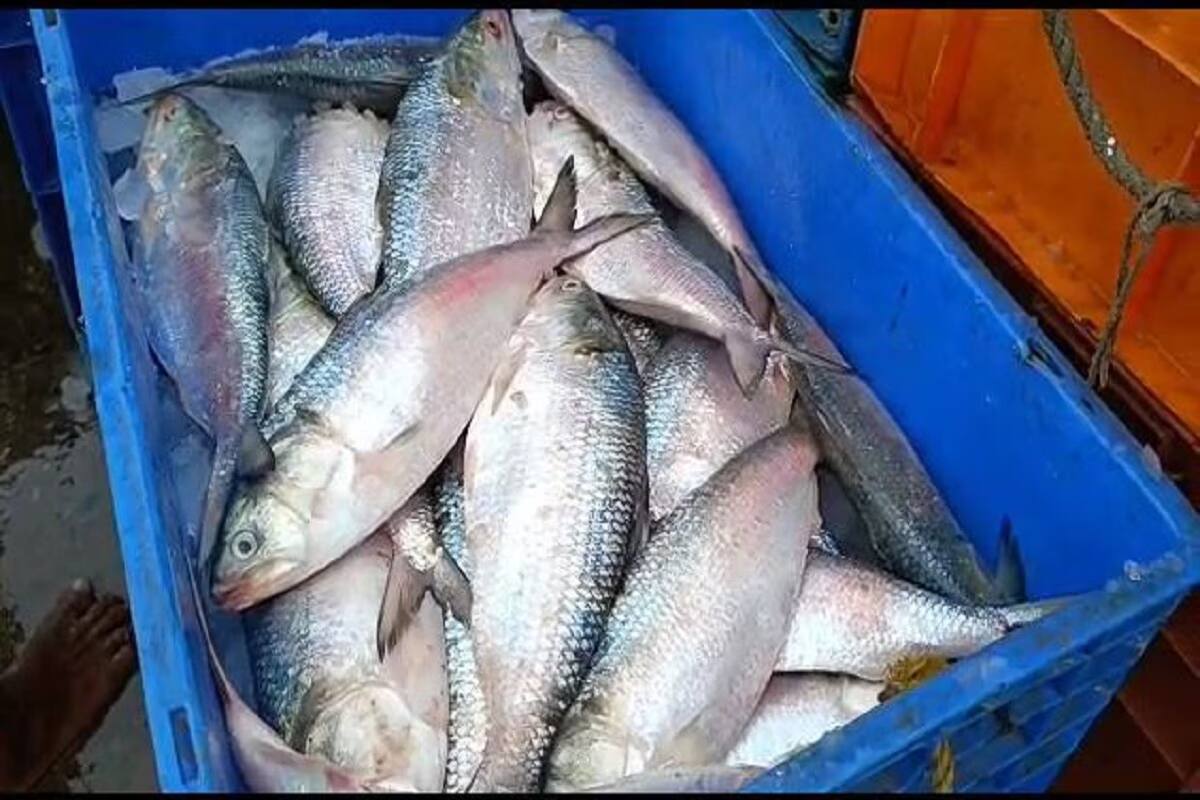 Hilsa Fish Price : পদ্মার ইলিশ ছুঁতে গেলেই ছ্যাঁকা...! হাওড়া, কলকাতায় ...