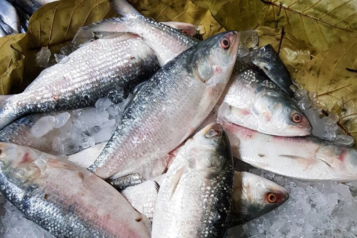 Hilsa Fish Price Today | Bangladeshi Hilsa Fish Rate : এমন সুযোগ কমই ...
