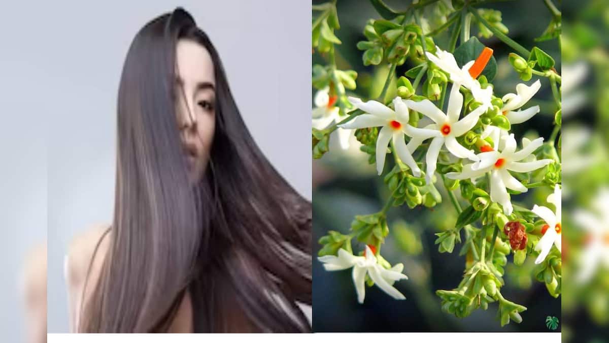 Shiuli Flower Benefits: চুল পড়ে মাথায় টাক? অকালপক্কতায় জেরবার? আপনার সমস্যার সমাধান ...