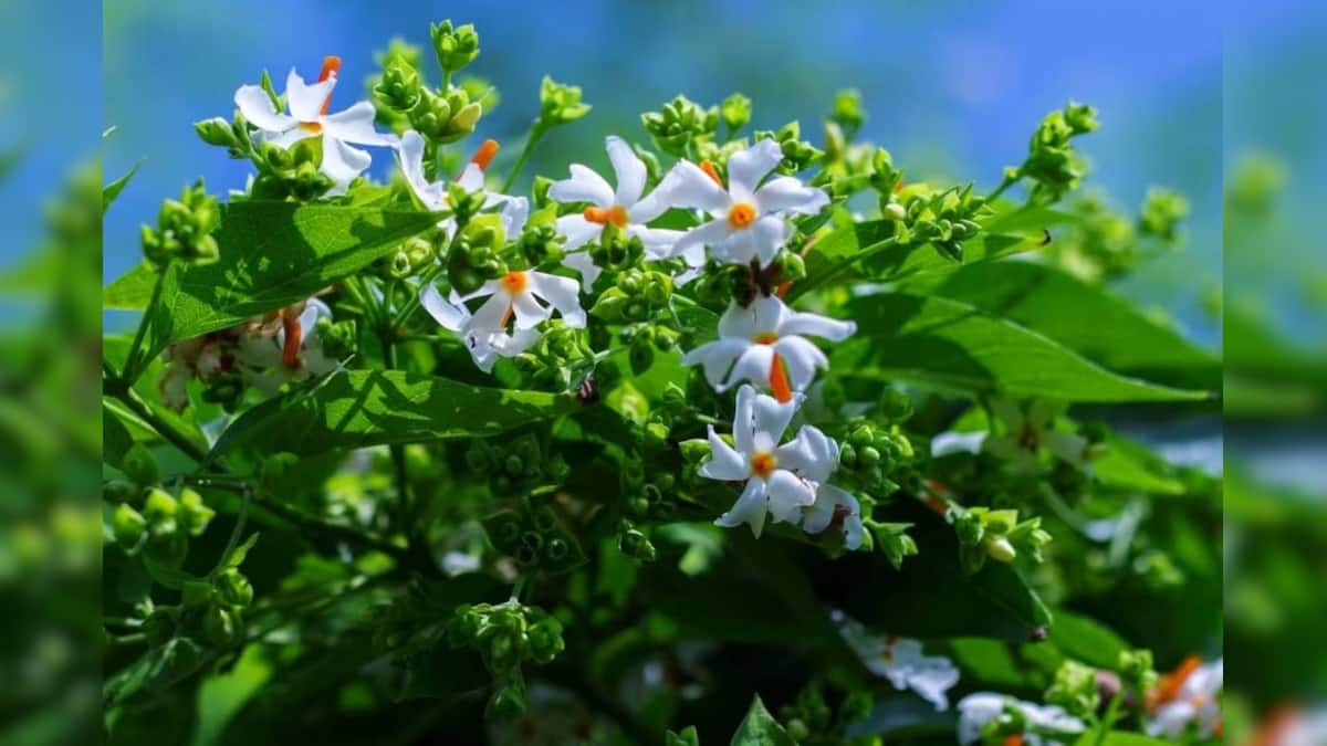 Vastu Tips for Shiuli Plant at Home: বাড়ির কোন দিকে শিউলিগাছ থাকলে ...