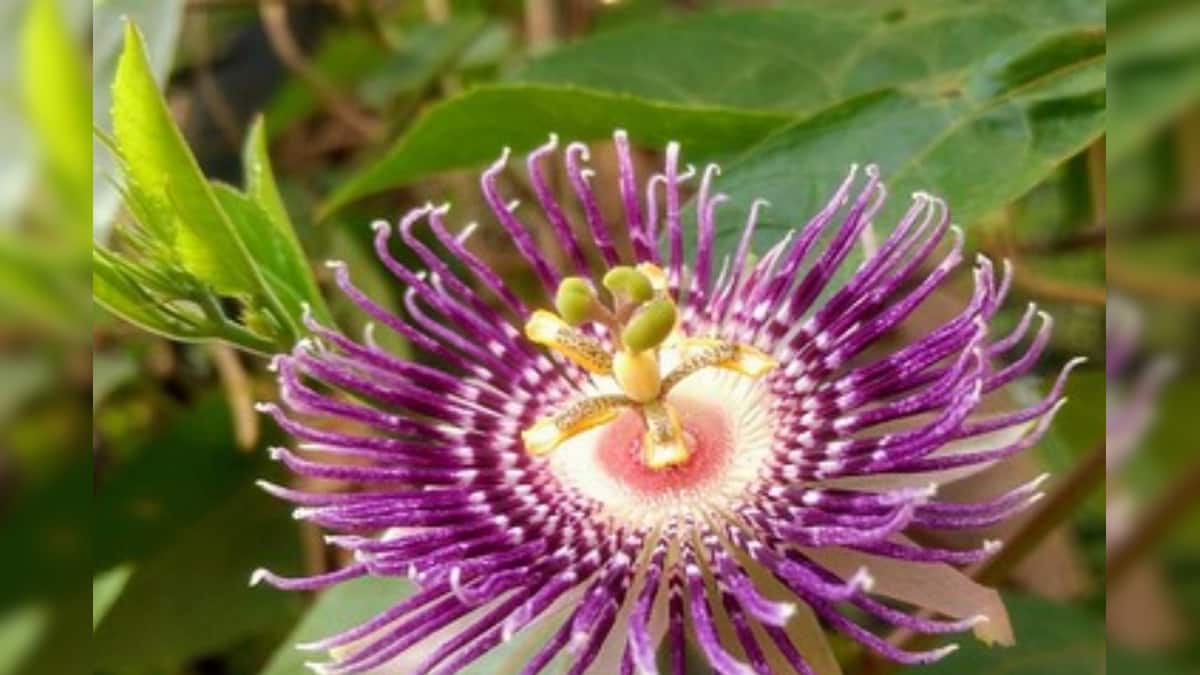 Benefits of Jhumko Lata Flower: অনিদ্রা, কাশি, অ্যালার্জিতে কাজ করে ...