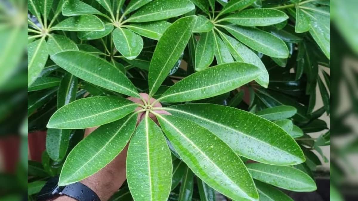 Saptaparni Health Benefits-One Plant Army: পুরুষত্বহীনতা দূর করতে ...