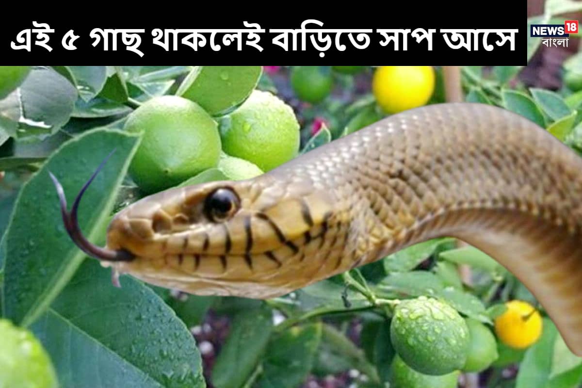 Snake: এই ৫ গাছ থাকলেই বাড়িতে সাপের উৎপাত বাড়ে, আপনার বাড়ির আশেপাশে ...
