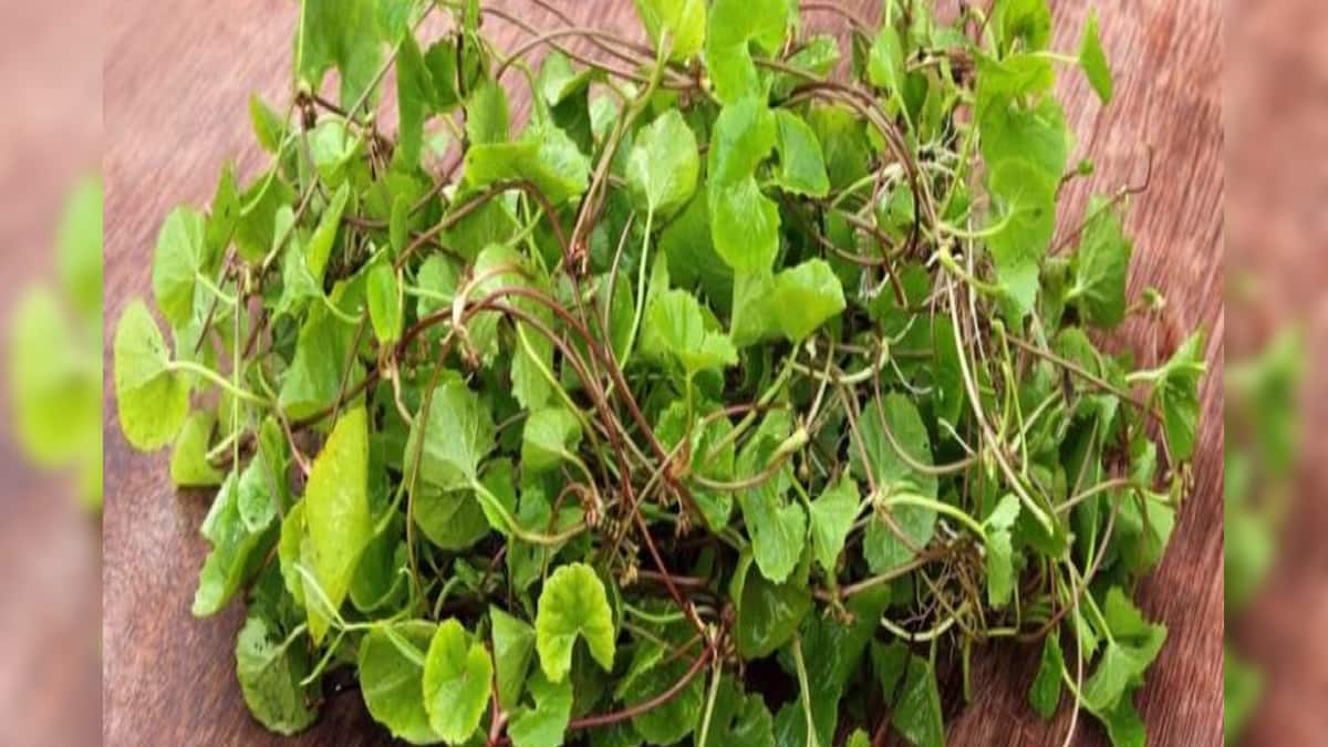 Thankuni Leaves রাস্তা-ঘাটে-বনে-বাদাড়ে অতি পরিচিত এই শাক মারণরোগ ...