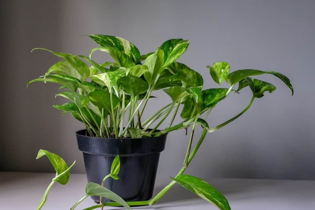 Money Plant Care Tips in Bengali | Dry Money Plant Revive Tips at Home ...