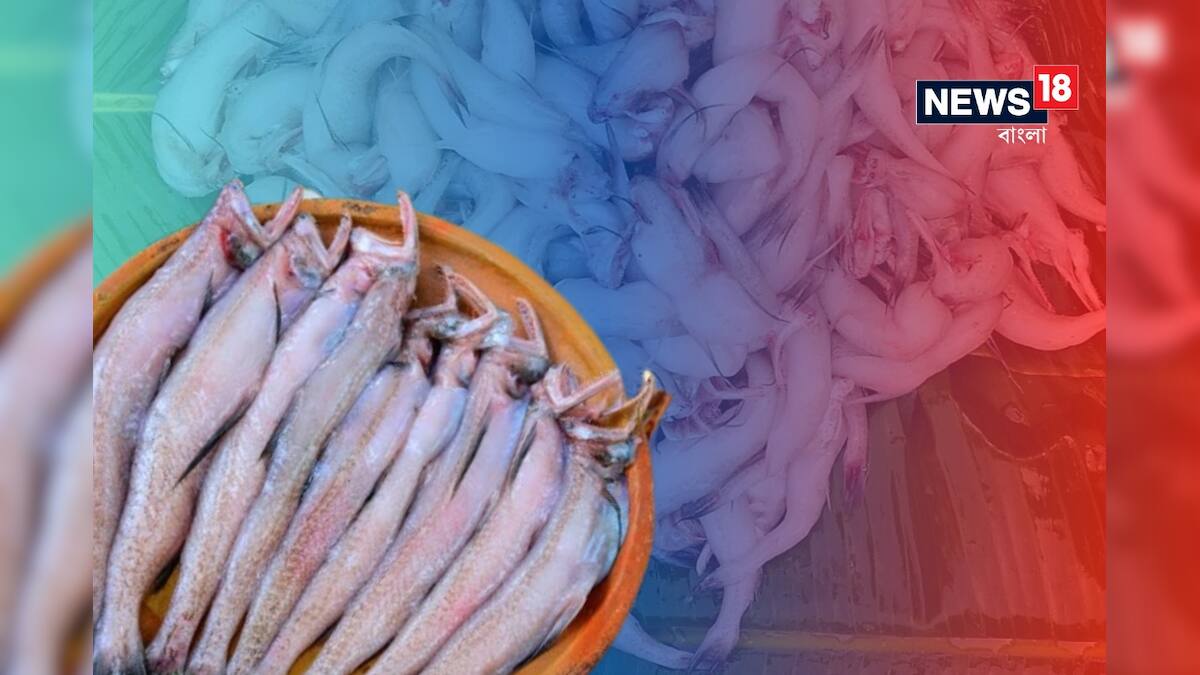 Loitta Fish Health Benefits : নাম শুনলেই নাক সিঁটকোন? জলের দরে দাম! 'এই ...