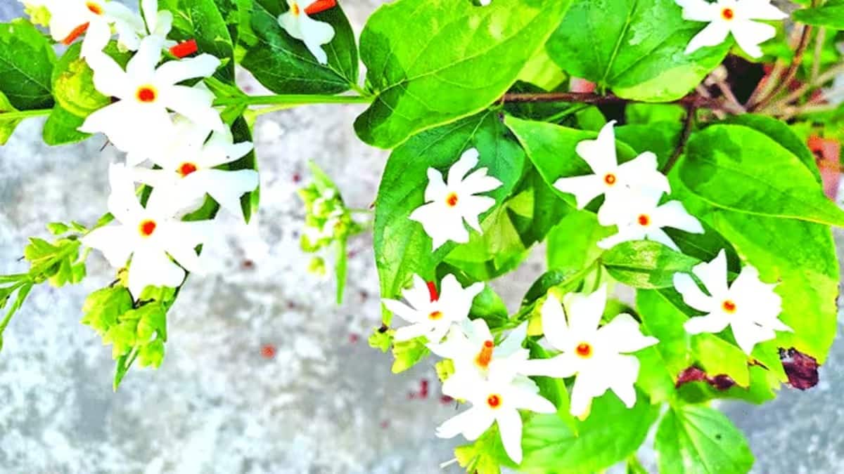 Benefits of Shiuli Leaves: ব্লাড সুগার আর বাতের ব্যথায় কষ্ট পাচ্ছেন ...