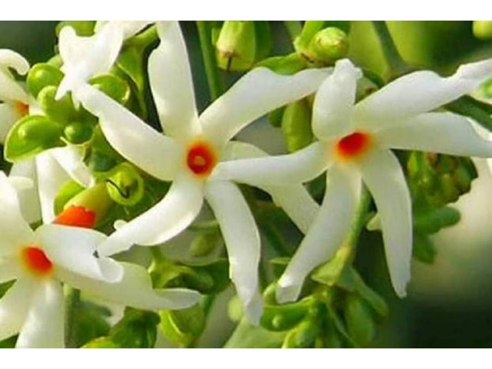 Shiuli Flower Benefits: চুল পড়ে মাথায় টাক? অকালপক্কতায় জেরবার? আপনার ...