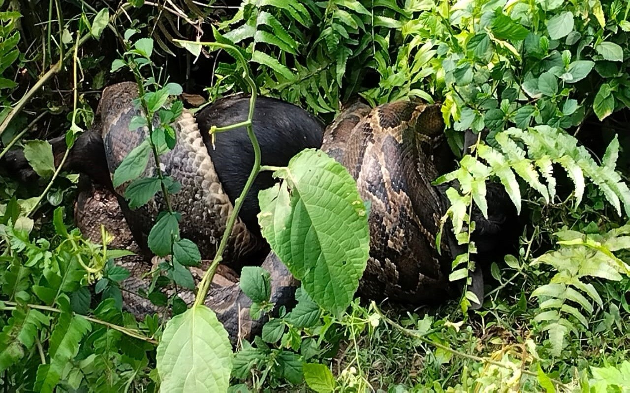 ছাগল খেতে এসেই মুশকিল হল।জনসমক্ষে এসে গেল বার্মিজ পাইথন।burmese Python Rescued From Madarihat 6431