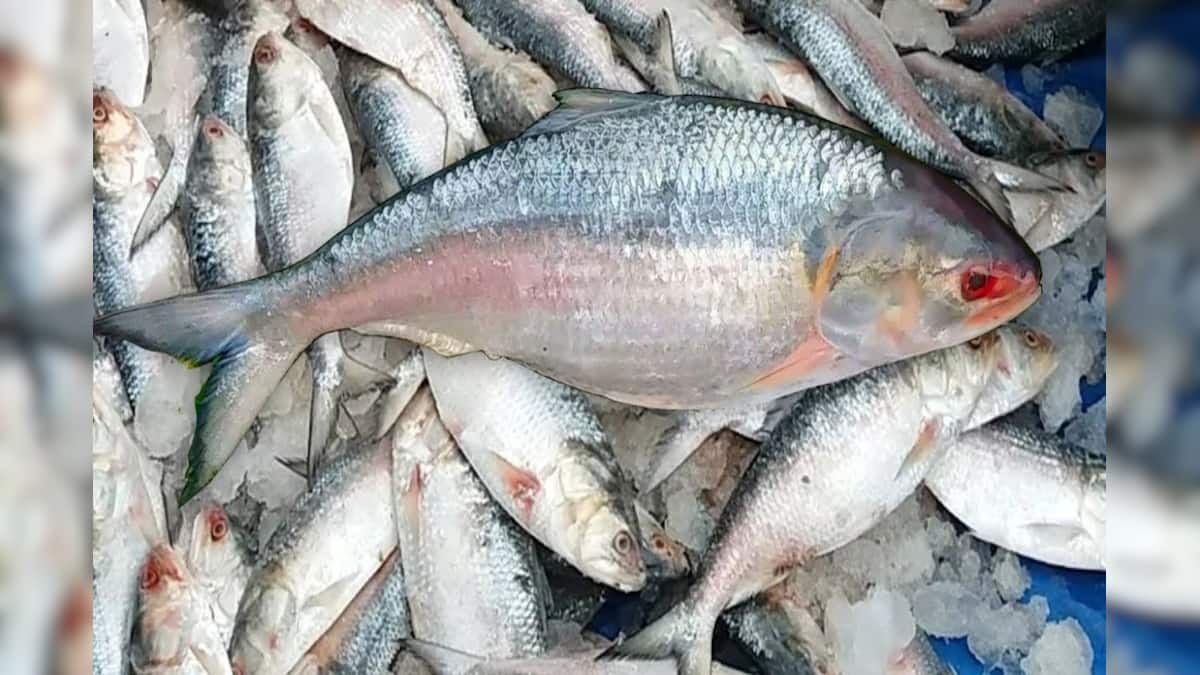 Hilsa Big Fish: জালে উঠল পেল্লাই সাইজের 'বিশালাকার' ইলিশ! দাম উঠল কত ...