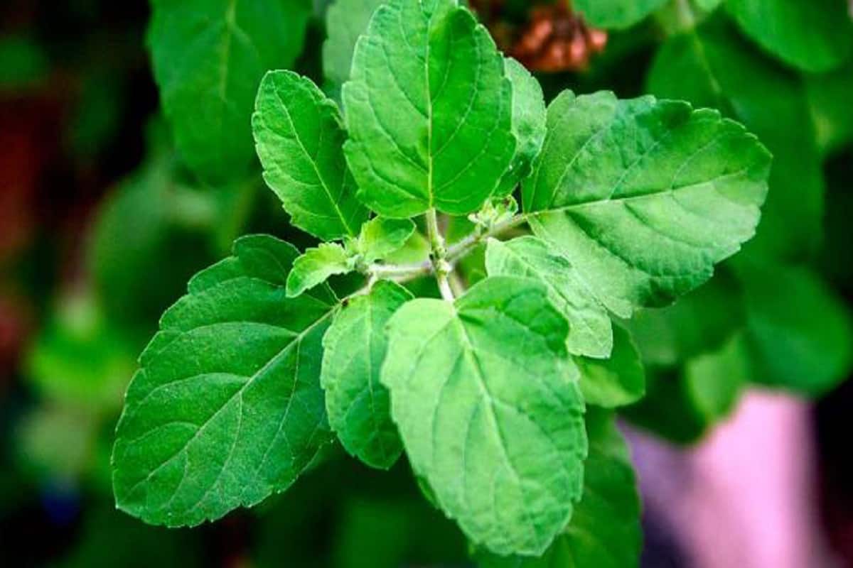 Tulsi Health Benifits মাত্র দু’টি পাতাতেই কামাল! ডায়াবেটিস, কোলেস্টেরল ...