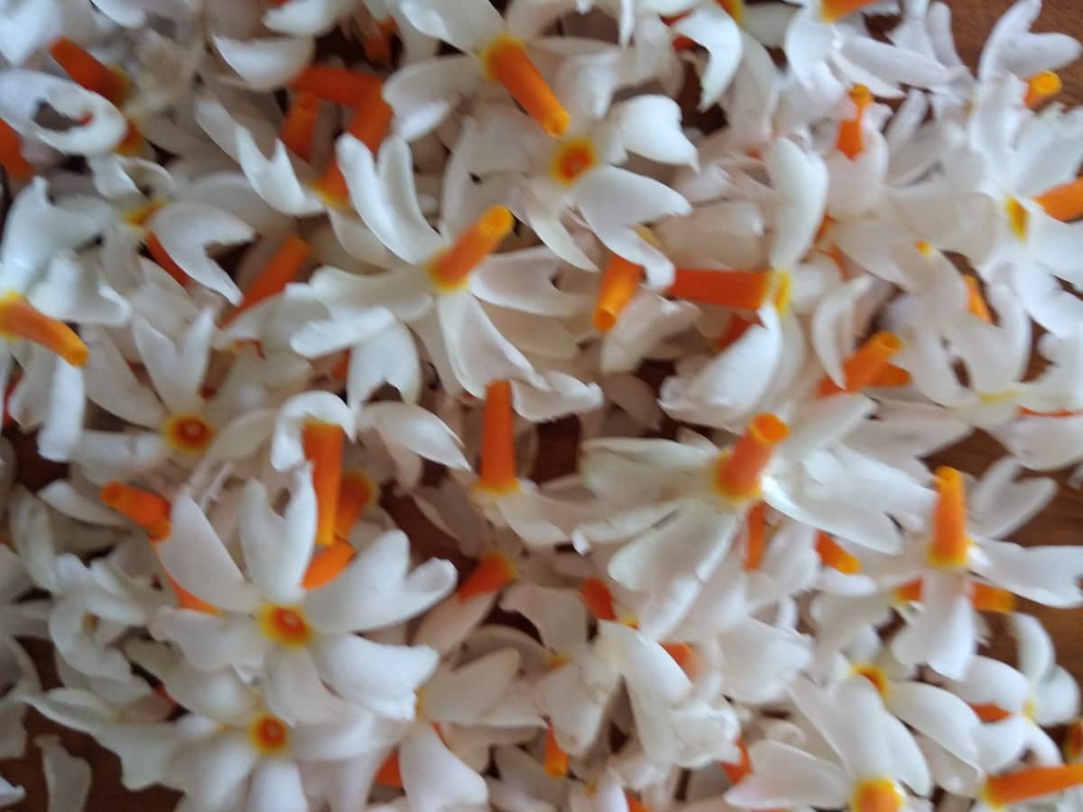 Knowledge Story: শিউলি ফুলকে ইংরেজিতে কী বলে বলুন তো? কেনই বা বলা হয় ...