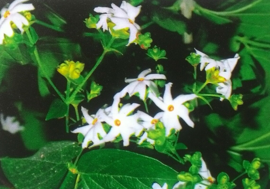 Knowledge Story: শিউলি ফুলকে ইংরেজিতে কী বলে বলুন তো? কেনই বা বলা হয় ...