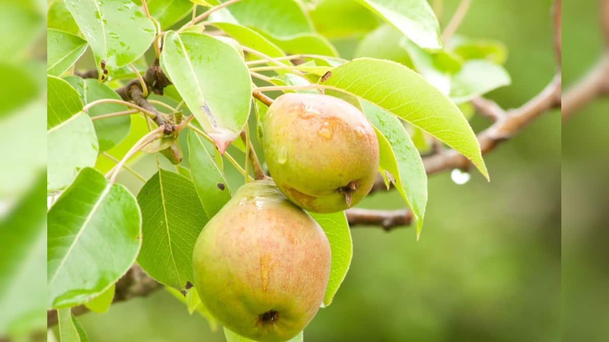 Diabetes Control Tips: তরতর করে কমবে 'ডায়াবেটিস', ওজনও থাকবে নিজের বশে ...