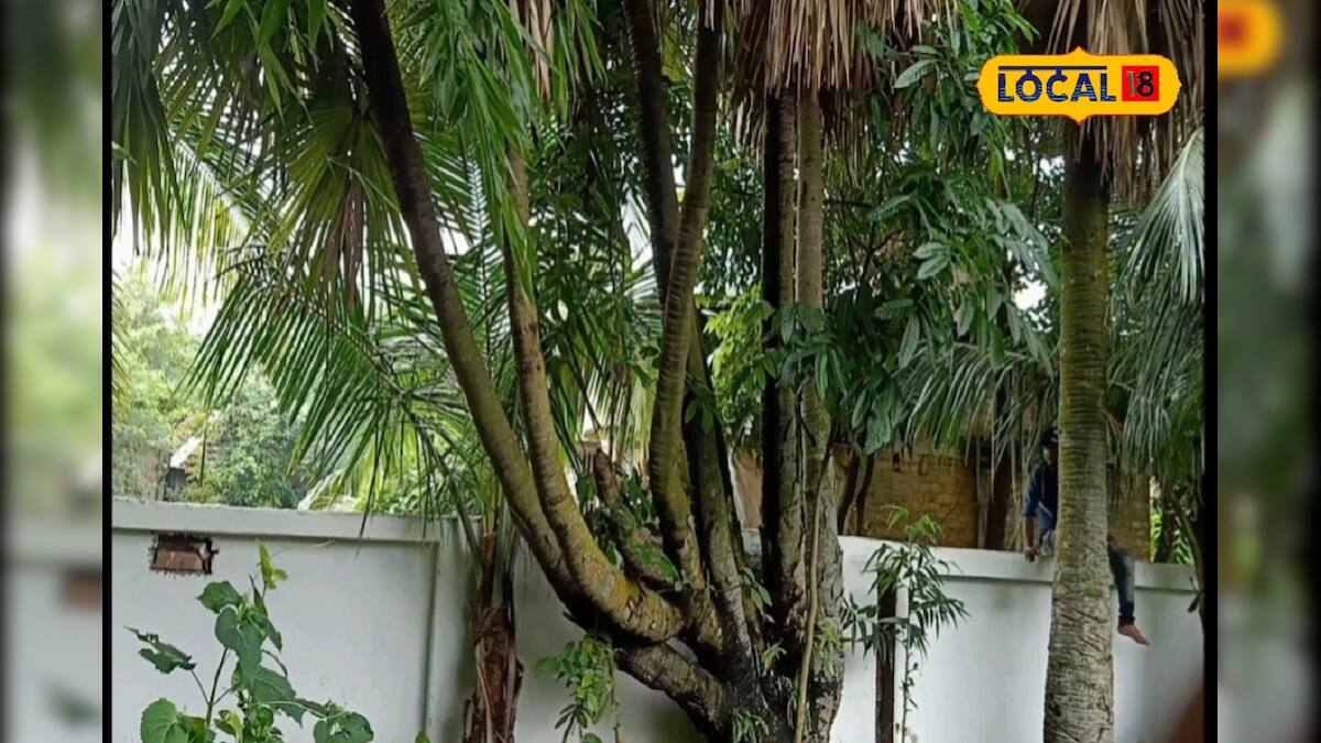 Viral Video: তাল গাছ 'সাত' পায়ে দাঁড়িয়ে! একটা নয় সাতটা কান্ড ...