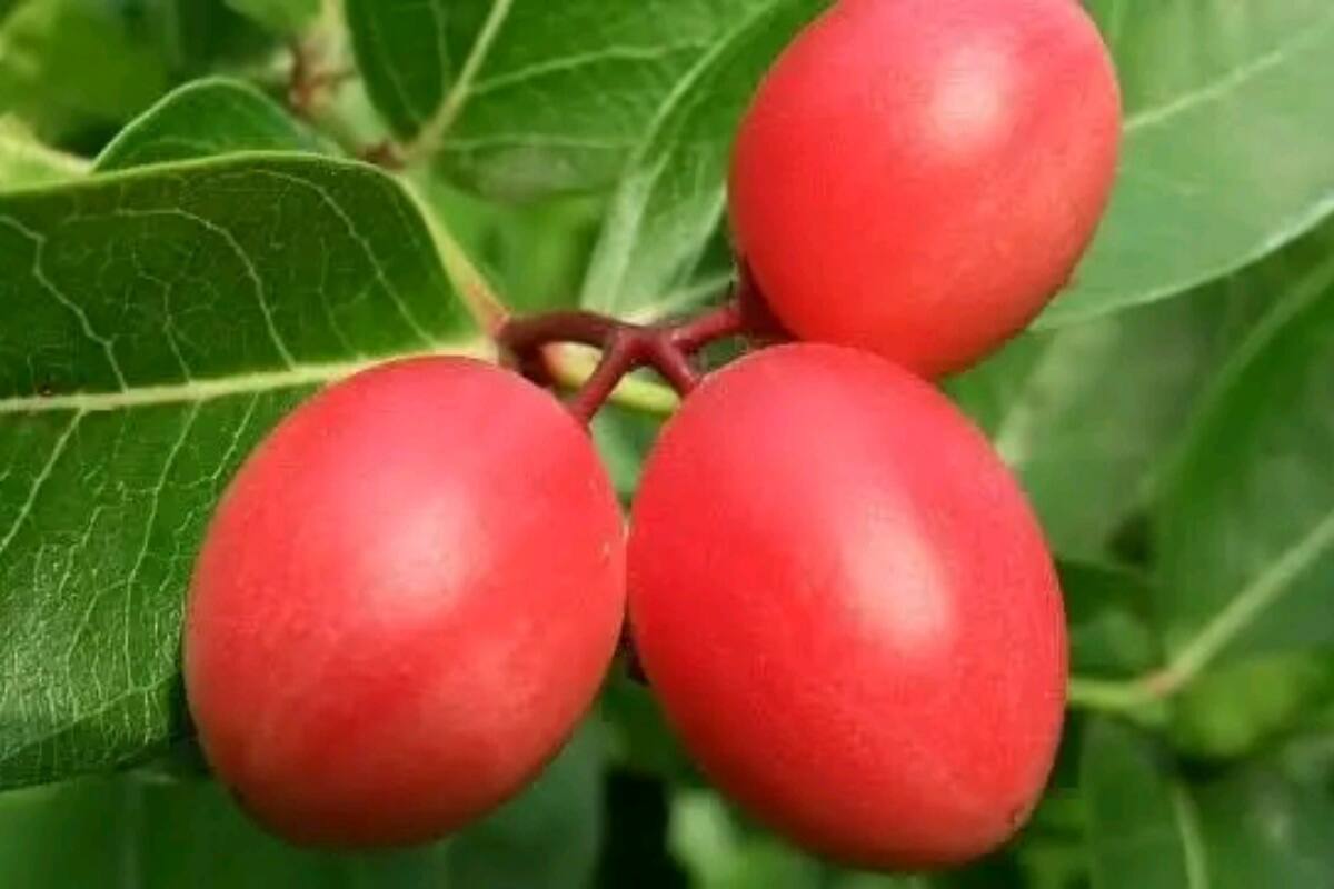 Karamcha Benefits: শীতের আগে জ্বর-সর্দি-কাশি? শরীরে ভিটামিন-সি এর ...