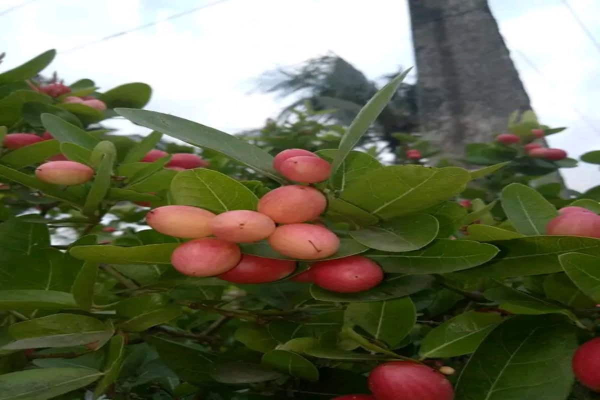 Karamcha Benefits: শীতের আগে জ্বর-সর্দি-কাশি? শরীরে ভিটামিন-সি এর ...