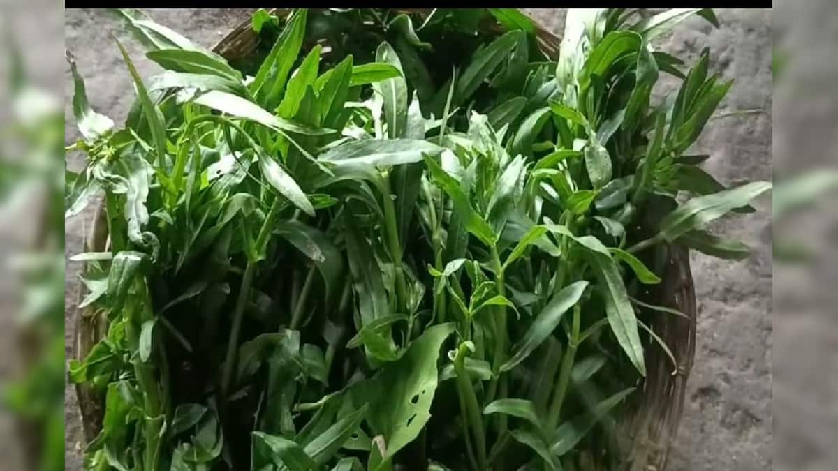 Buffalo Spinach-Helencha: শরীরের জন্য দারুণ ভাল হেলেঞ্চা শাক! তেঁতো এই ...