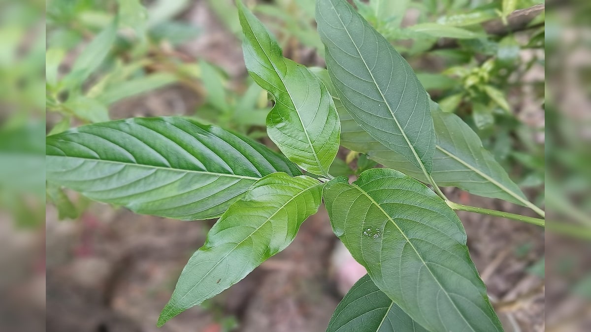 Vasaka Leaf-Health Care: সর্দি-কাশি-জ্বর-শ্বাসকষ্ট-সহ বহু রোগের ওষুধ ...
