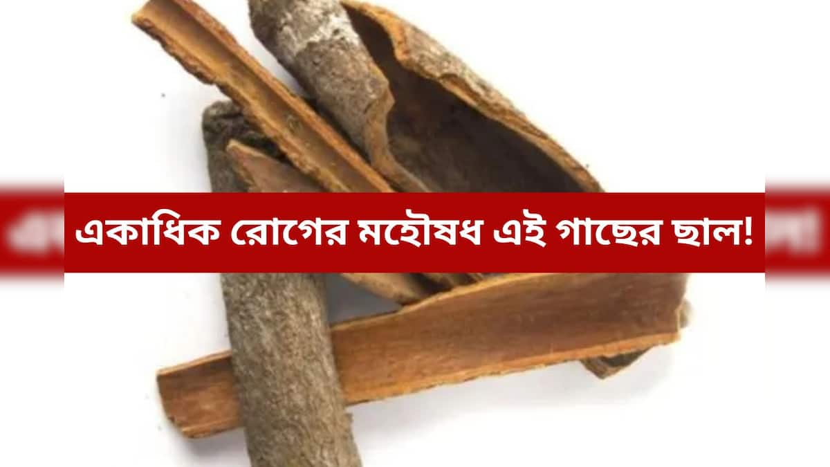 Ashoka Tree Bark Benefits: মহিলাদের স্বাস্থ্যের জন্য বিশেষ উপকারী এই ...