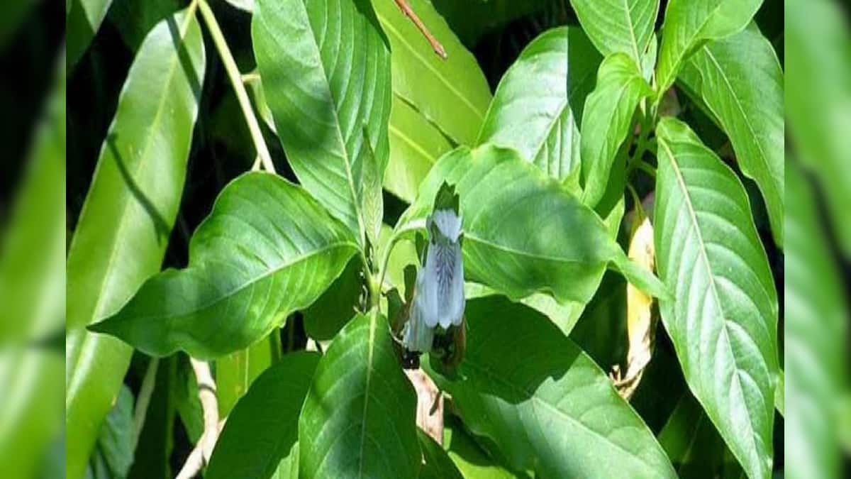 Health Benefits of Vasaka Leaves কাশছেন আর কফ সিরাপ খাচ্ছেন? বুকে বসা ...