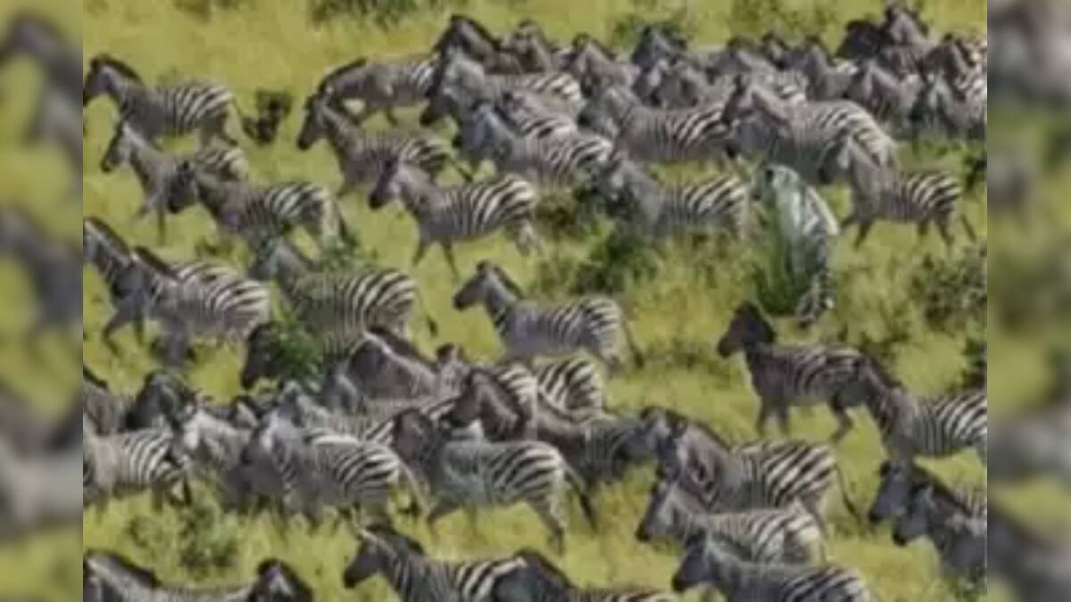 Optical Illusion: জেব্রার পালে হানা দিয়েছে একটা বাঘ, খুঁজে বের করতে ...